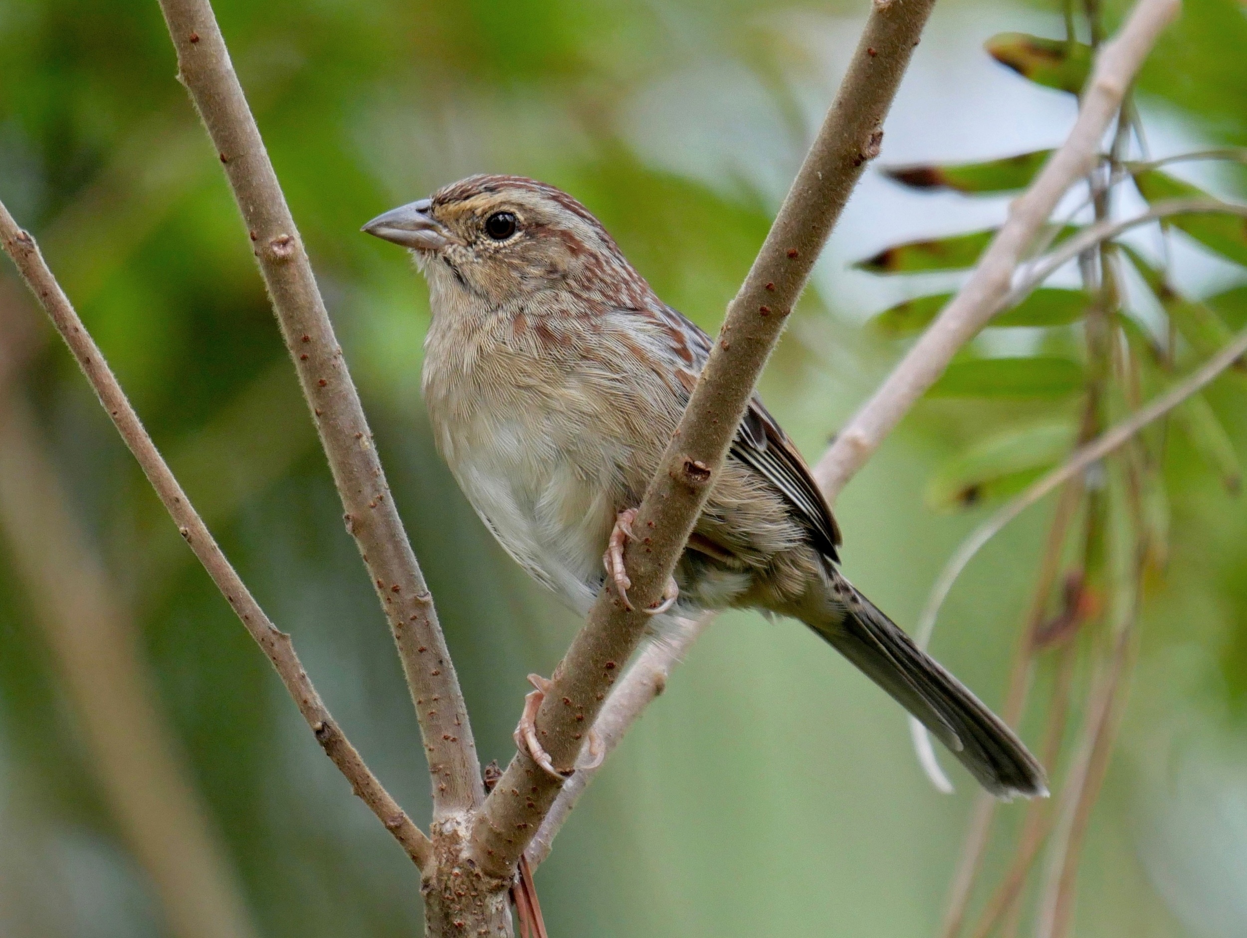 Bird songs that travel farther may survive longer - Earth.com