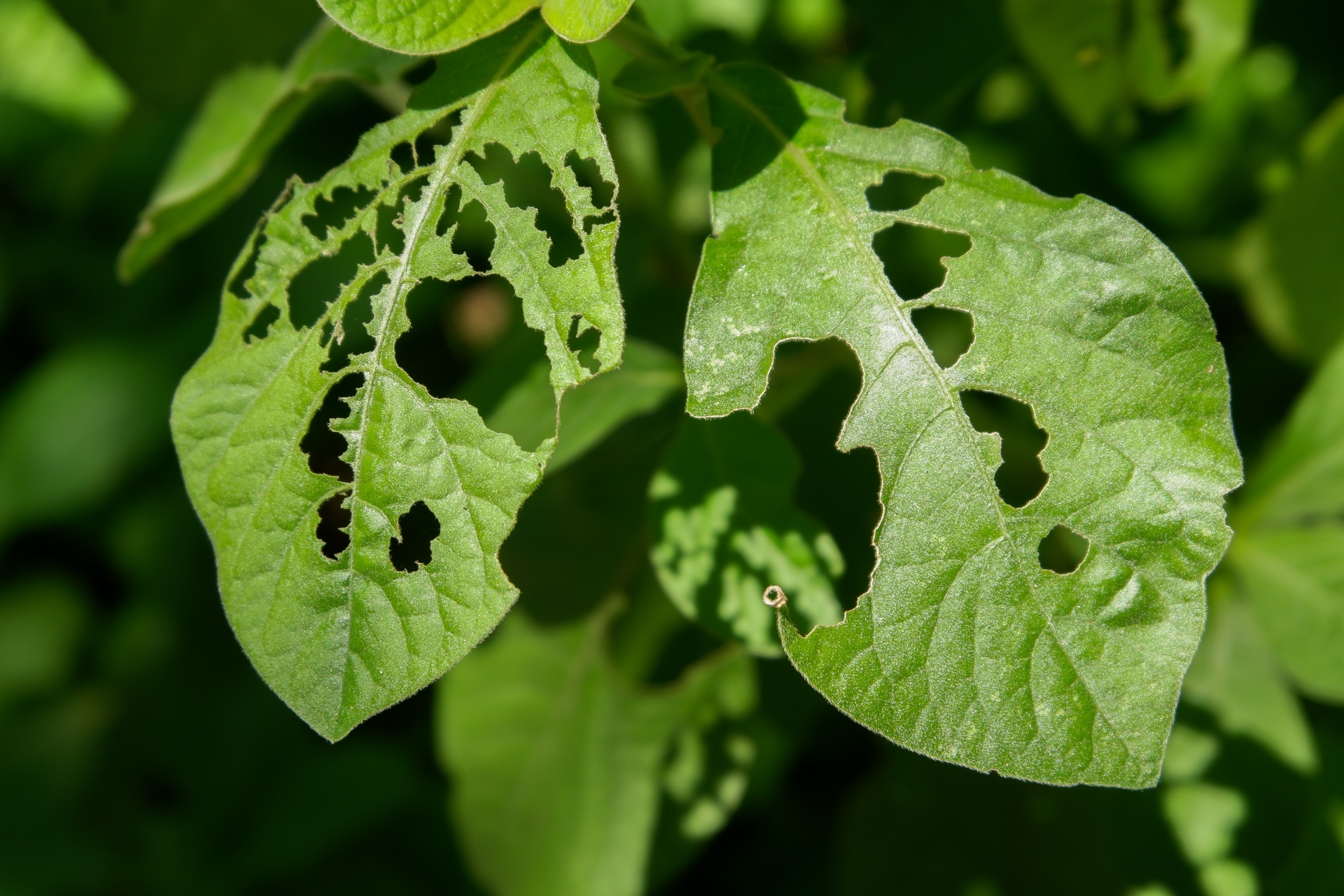 Tough leaves attract more hungry insects - Earth.com