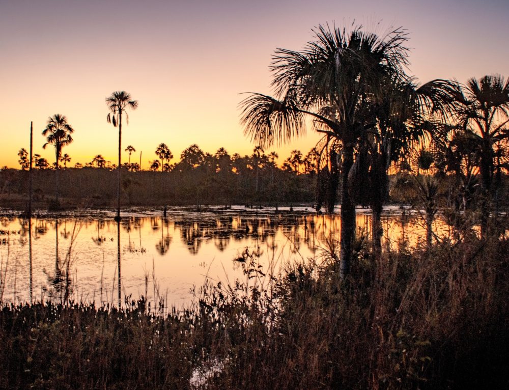 Brazil's hidden wetlands hold carbon older than civilization itself ...
