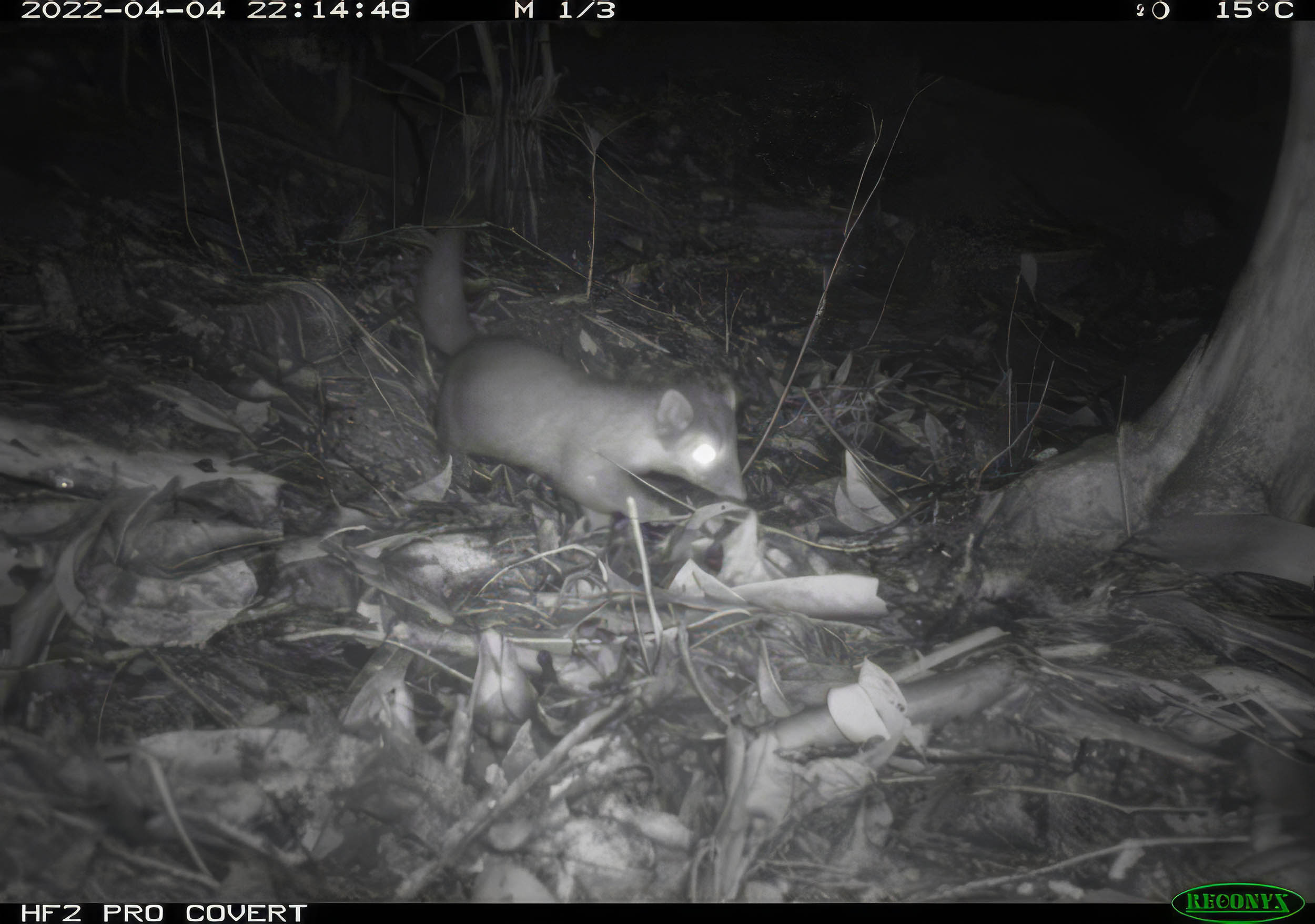 Meet the endangered Bornean ferret badger - a small, nocturnal ...