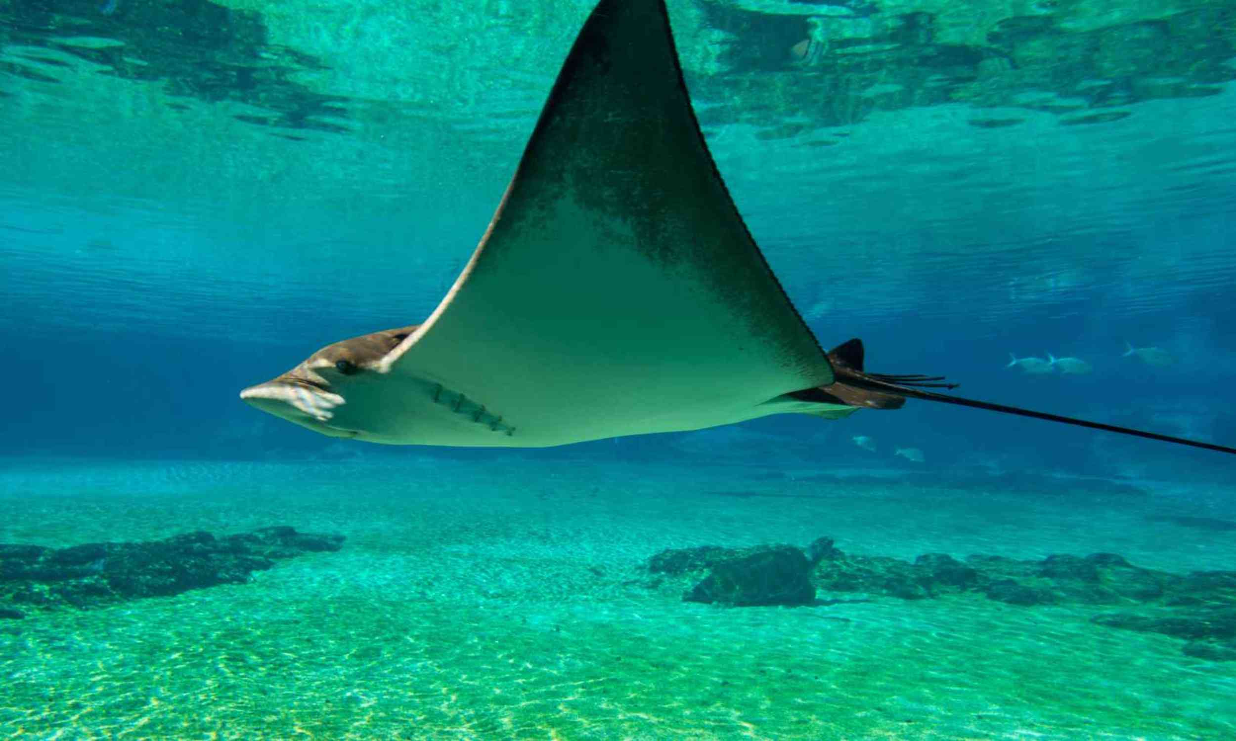 Satellite tags reveal manta rays stay in one place until ocean ...