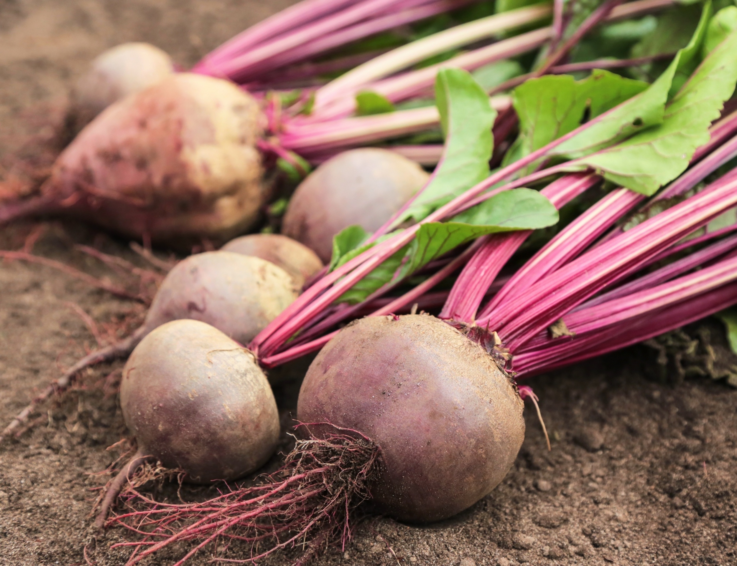 Sugary gum boosts the heart benefits of beetroot - Earth.com
