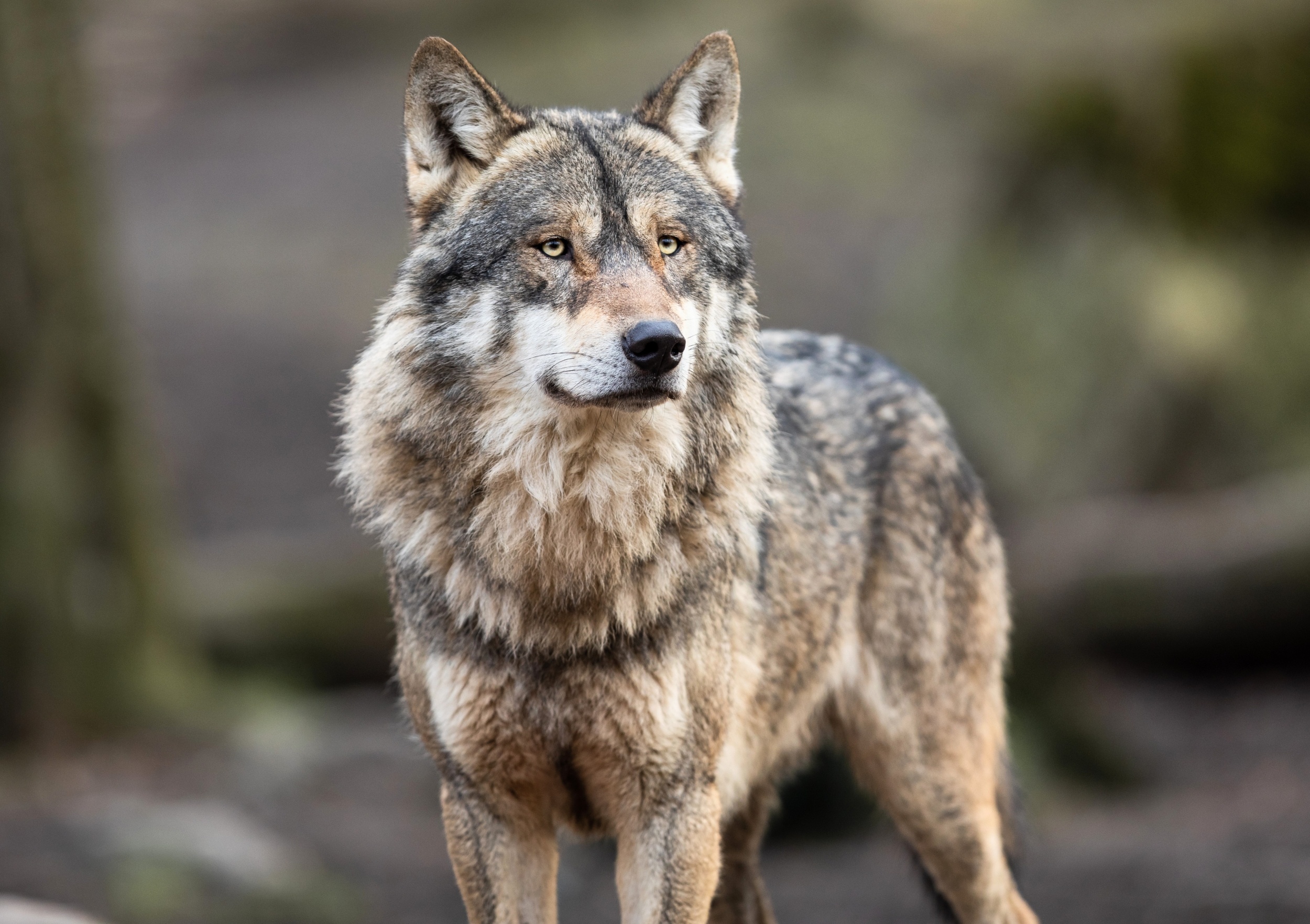 AI can now identify individual wolves by the sound of their howls ...