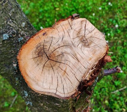 Latest Plant News & Insights | Earth.com