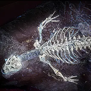 Rare fossil preserves ancient crocodile skin unlike any other found to ...